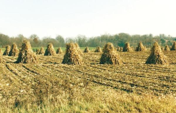 Shocking Corn | Larry Scheckel