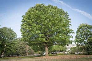 Where did the first tree come from? | Larry Scheckel